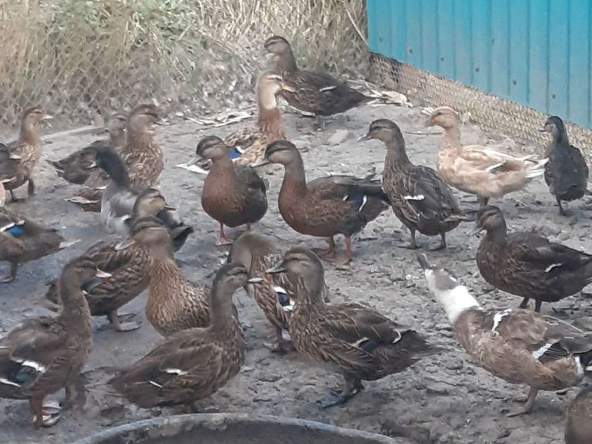 Продам подсадных уток