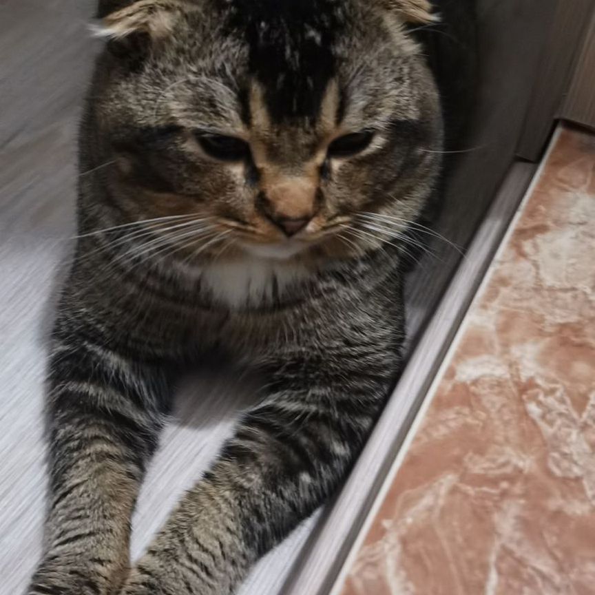 Котик готов для спаривания)