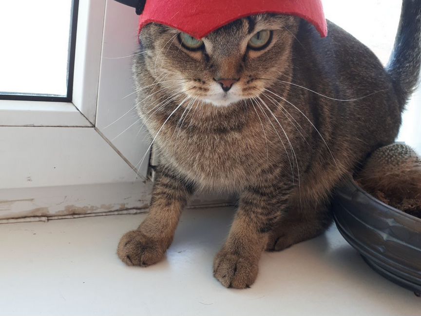 Кот на удачу
