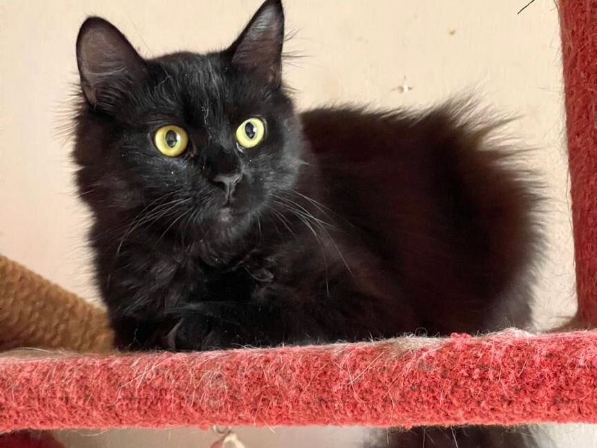 Кошечка,Богема,7 месяцев