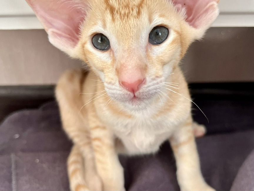 Ориентальные котята. Кот