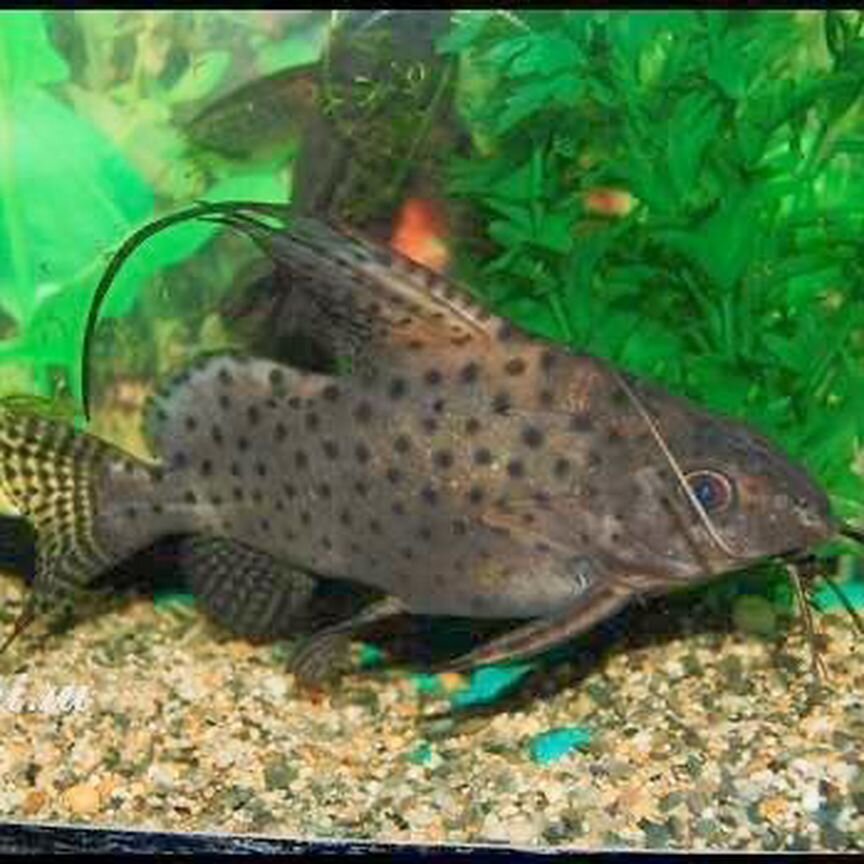 Сомик Синодонтис флаговый