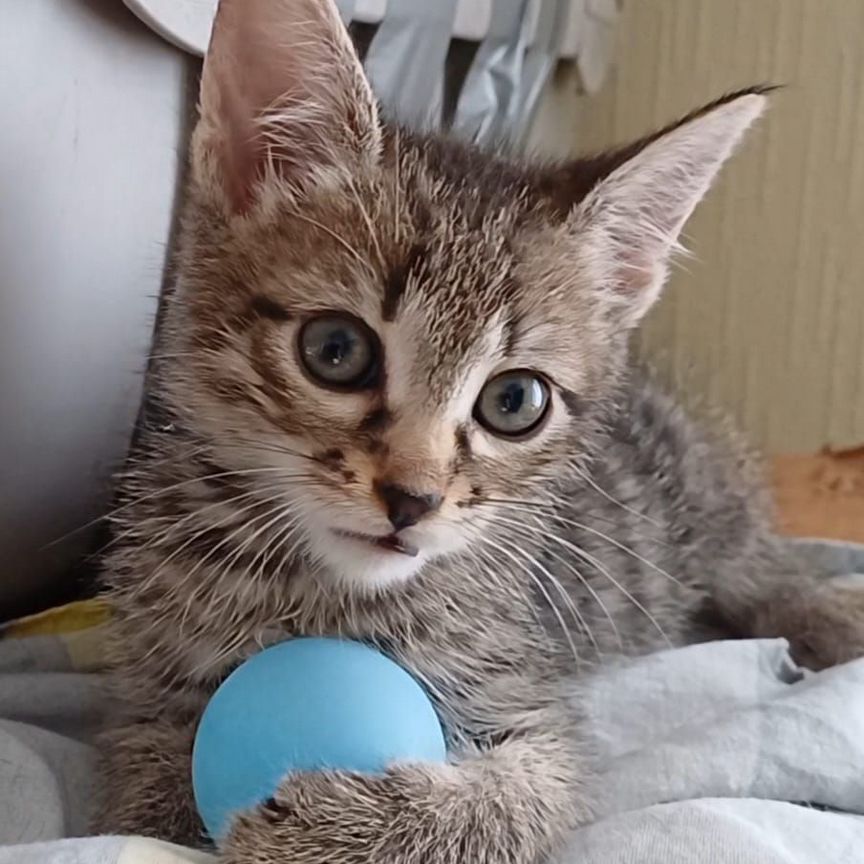 Чудесный котенок Форд ищет любящего хозяина