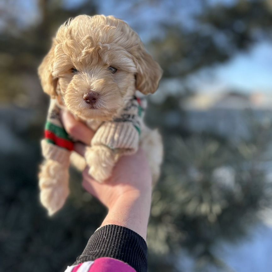 Мальтипу карамельный соблазн