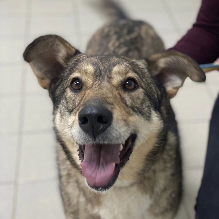 Взрослая собака в добрые руки