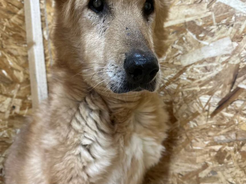 Добрый пёс ищет себе друга