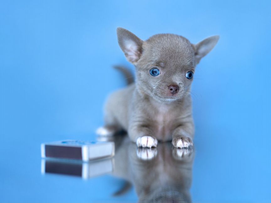 Щенки чихуахуа мини