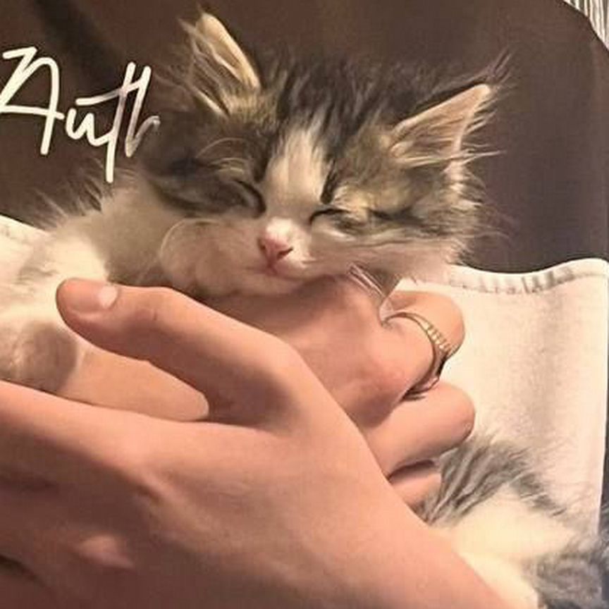 Котёнок в добрые руки
