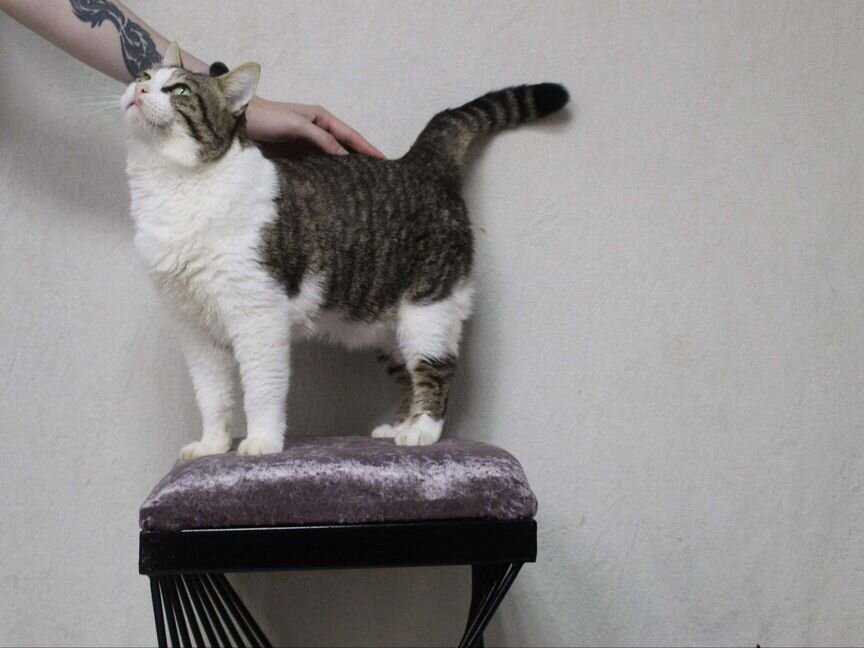 Кот в добрые руки
