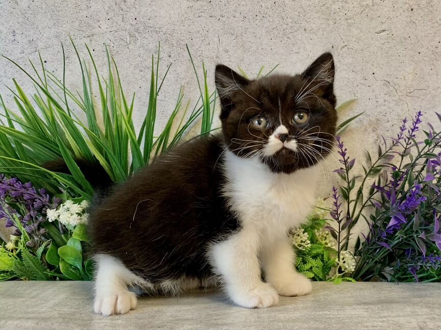 Британский котик