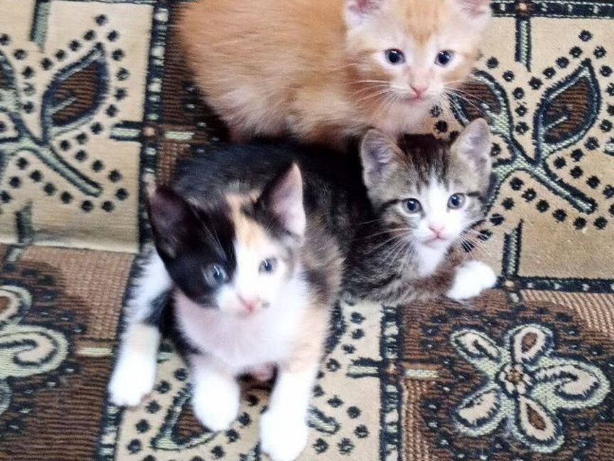 Отдам котят в добрые руки