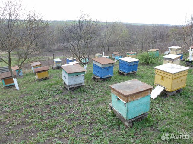 Продам пчелосемьи купить в Роговатом Животные и зоотовары Авито
