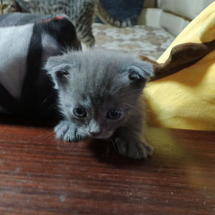 Домашние животные котята