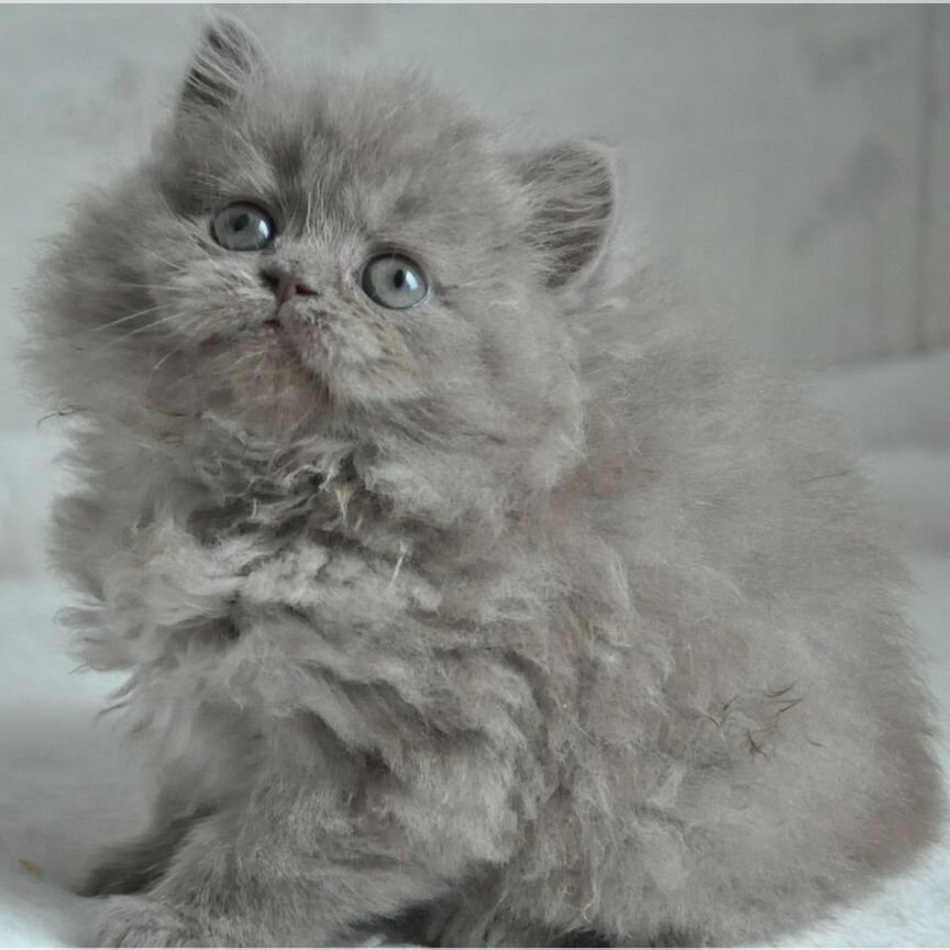 Шотландский прямоухий длинношёрстный котёнок