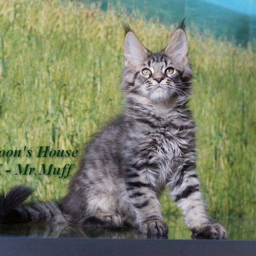 Котенок мейн-кун. Пятнистый