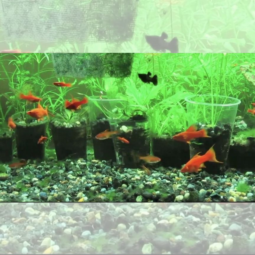 Гупии и меченосцы. Забронировано до 23.04