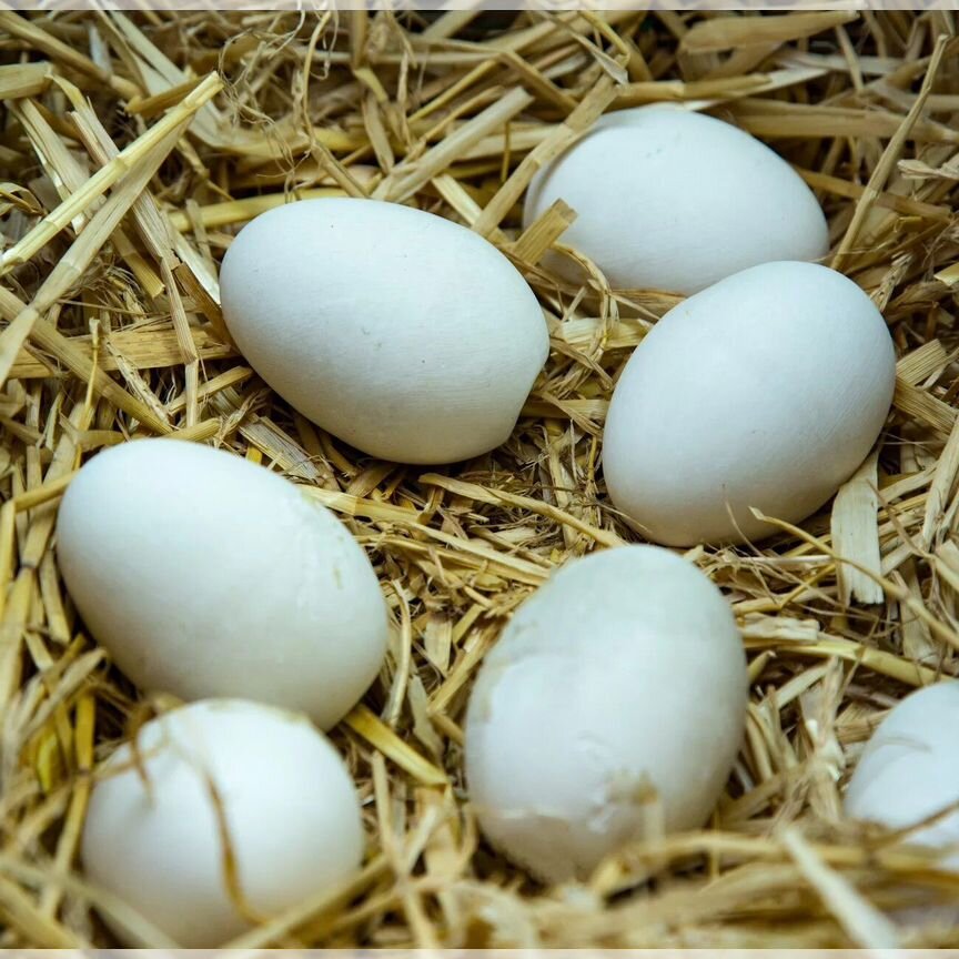 Утиные яйца на инкубацию