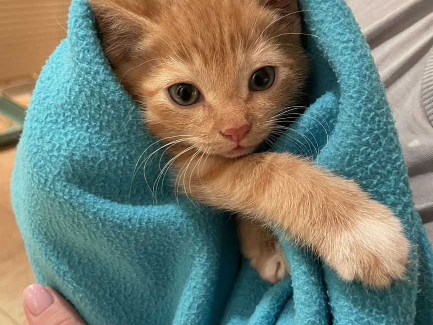 Котенок 3 месяца (девочка)