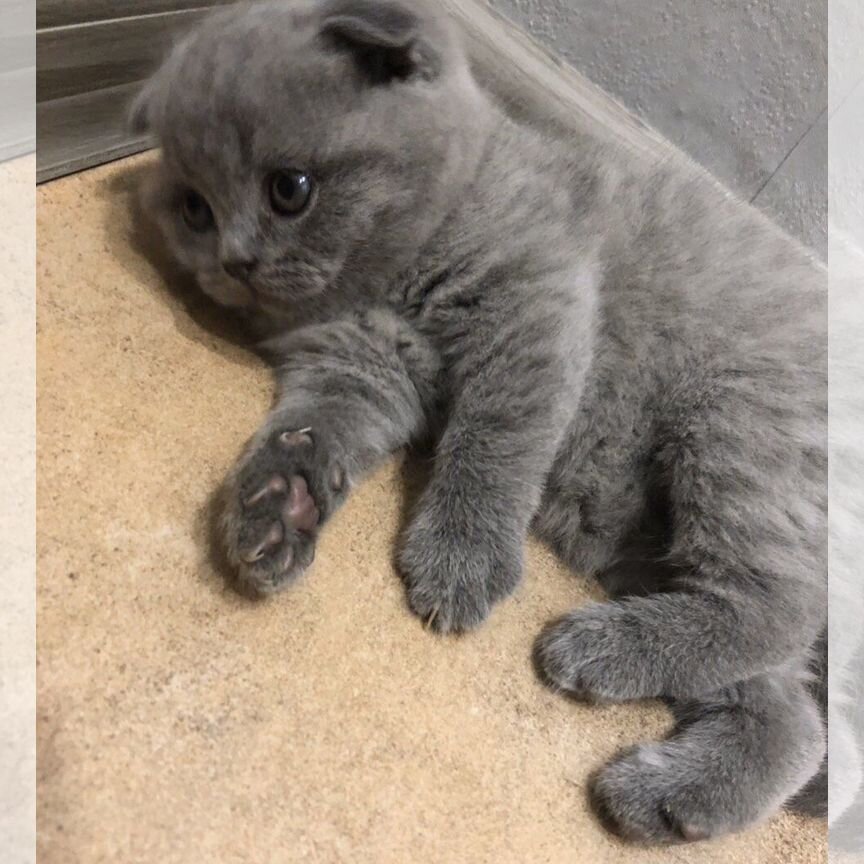 Плюшевые медвежата