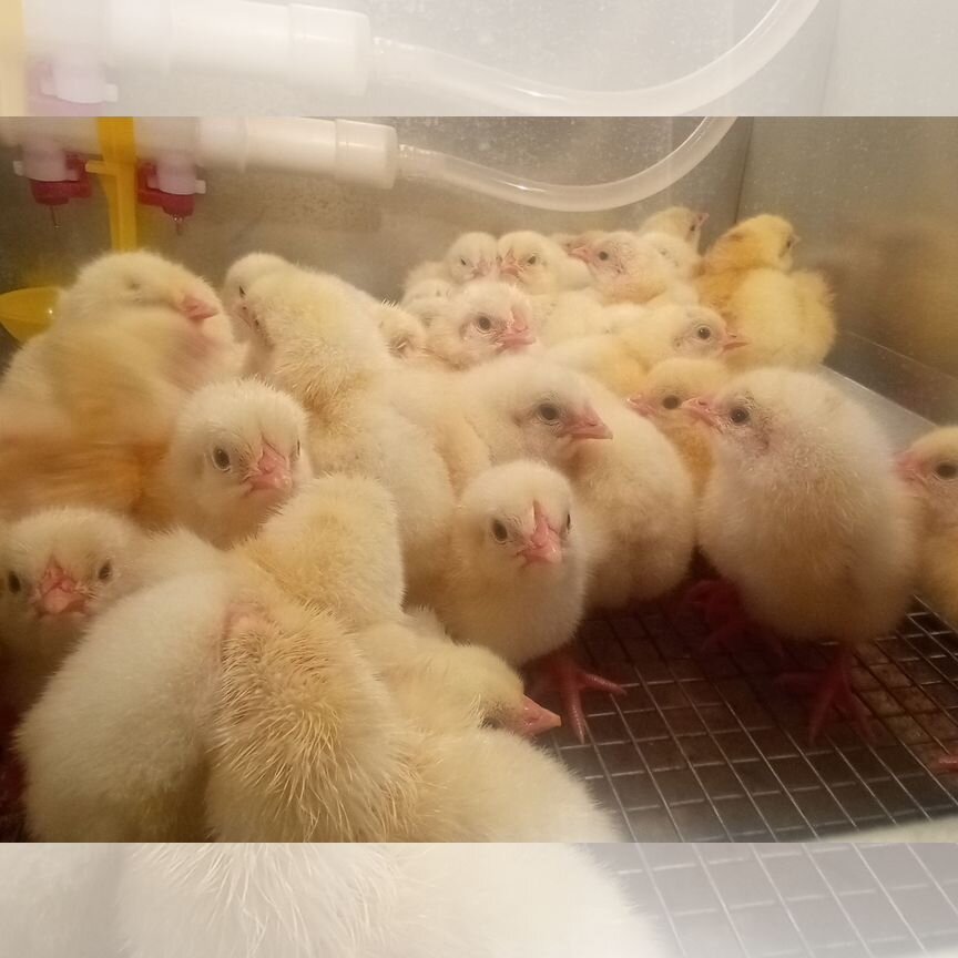 Цыплята бройлеры импорт