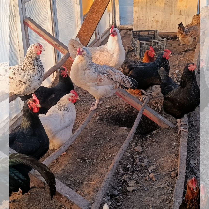 Курицы несушки