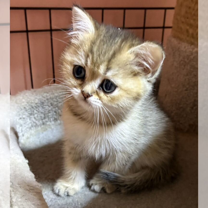 Британский короткошёрстный котёнок