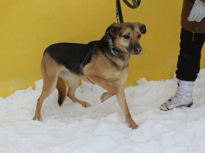 Нежная девочка, ищет дом