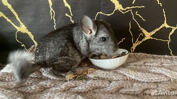 Шиншилла самец