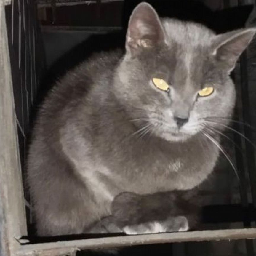 Кот в добрые руки