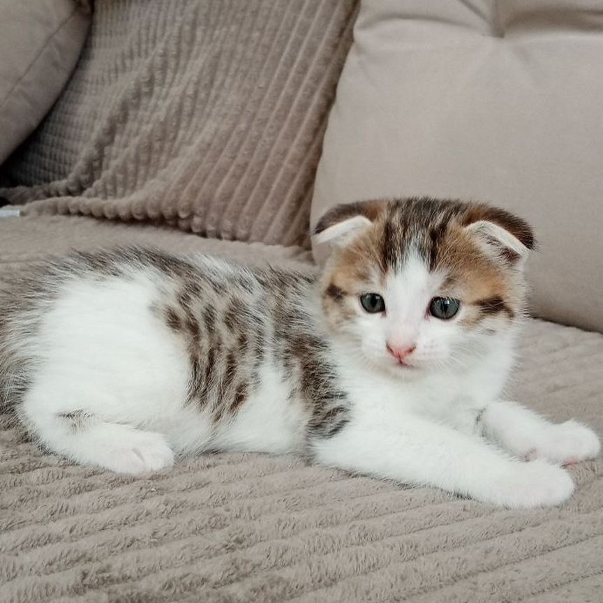 Шотландский вислоухий