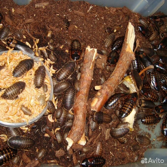 Аргентинские тараканы Blaptica dubia