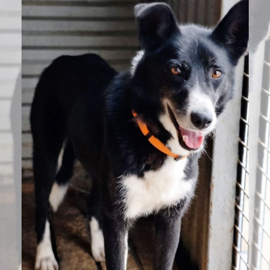 Взрослый пёс в добрые руки