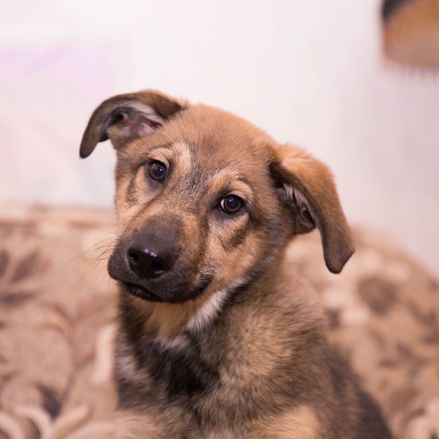 Малыш Пекан Ищет Дом