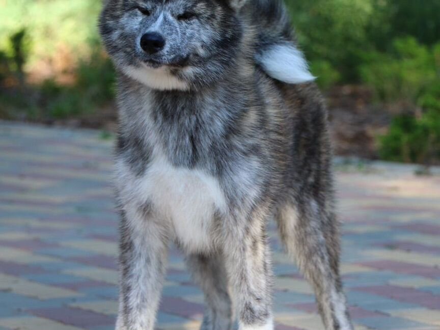 Тигровая красотка Японской Акиты