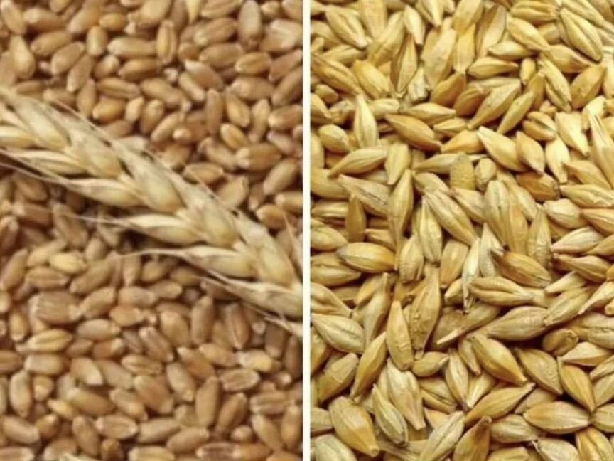 Пшеница ячмень