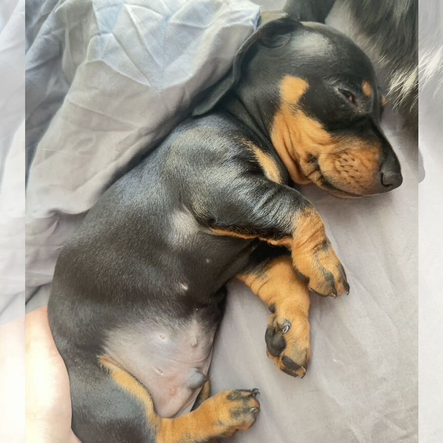 Такса, щенок