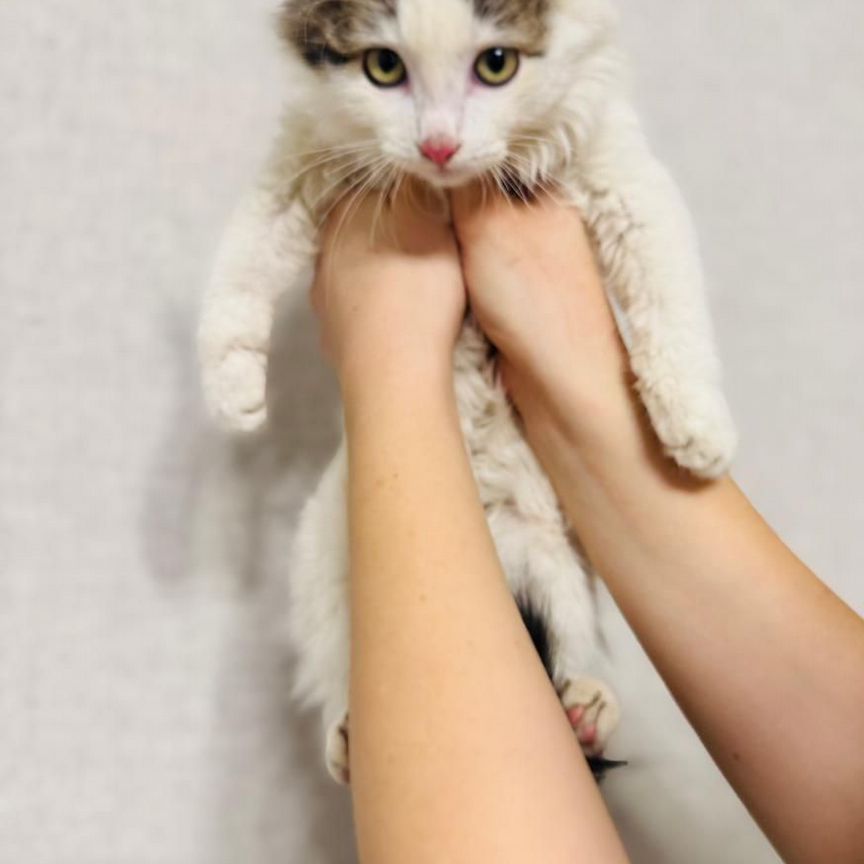 Котенок 3,5 месяца