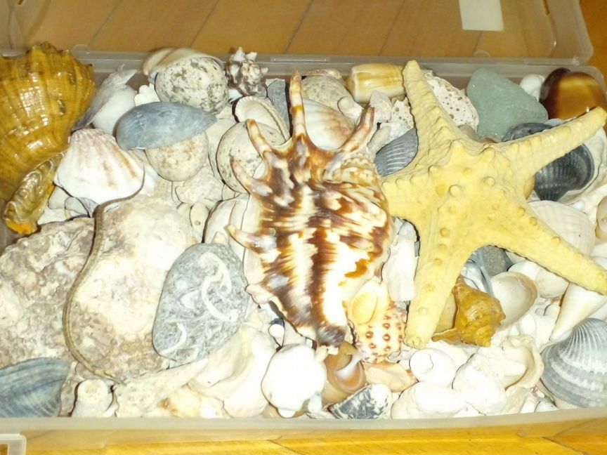 Морские ракушки 3 кг