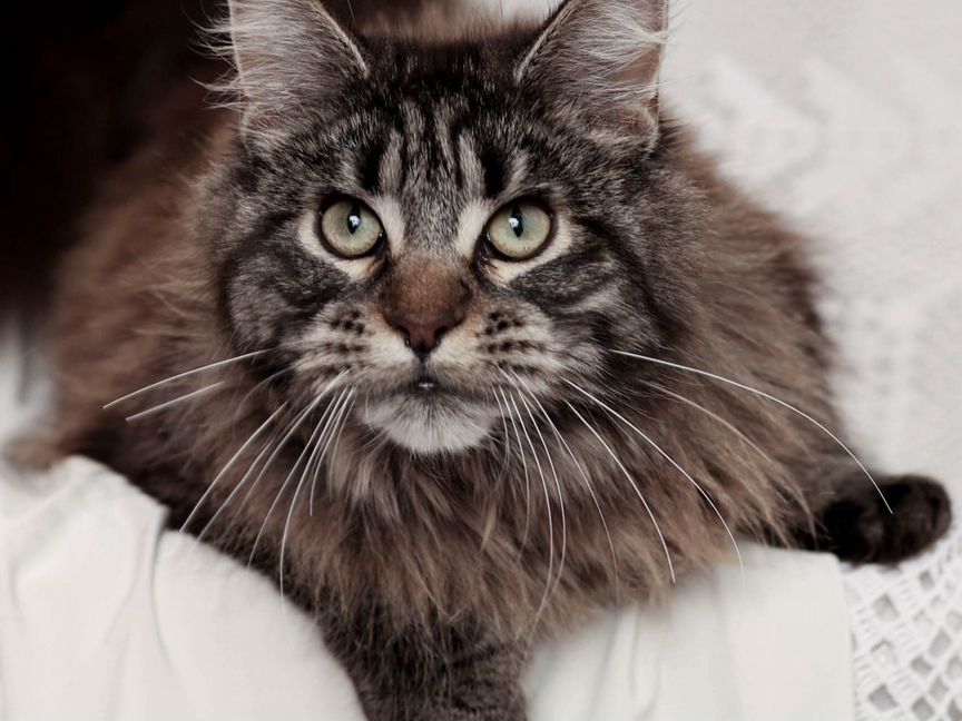 Девочка Мейн-Кун классического лесного окраса