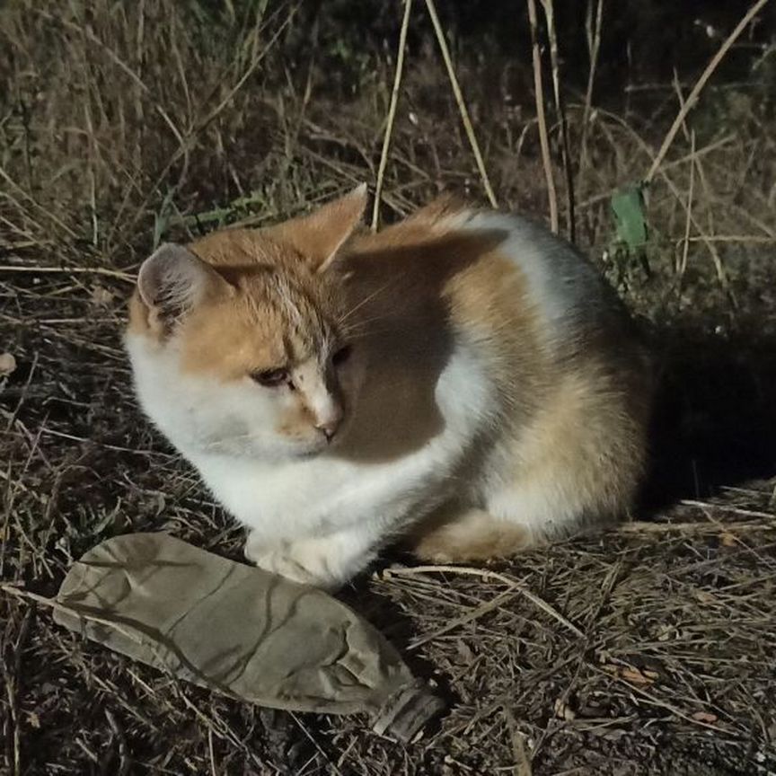 Добрый котик в хорошие руки