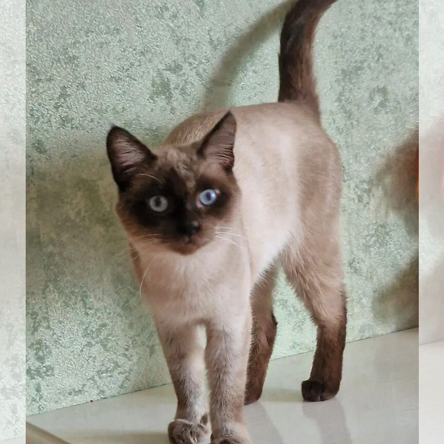 Сиамский, взрослый кот