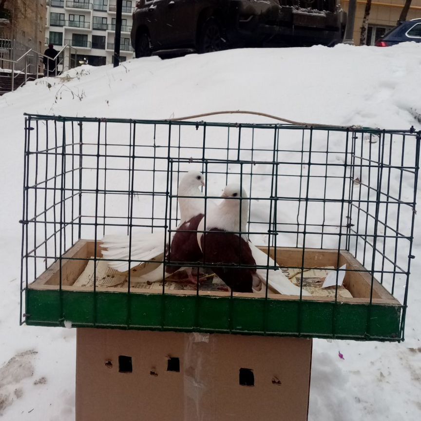 Голуби