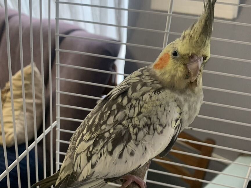 Попугай карелла