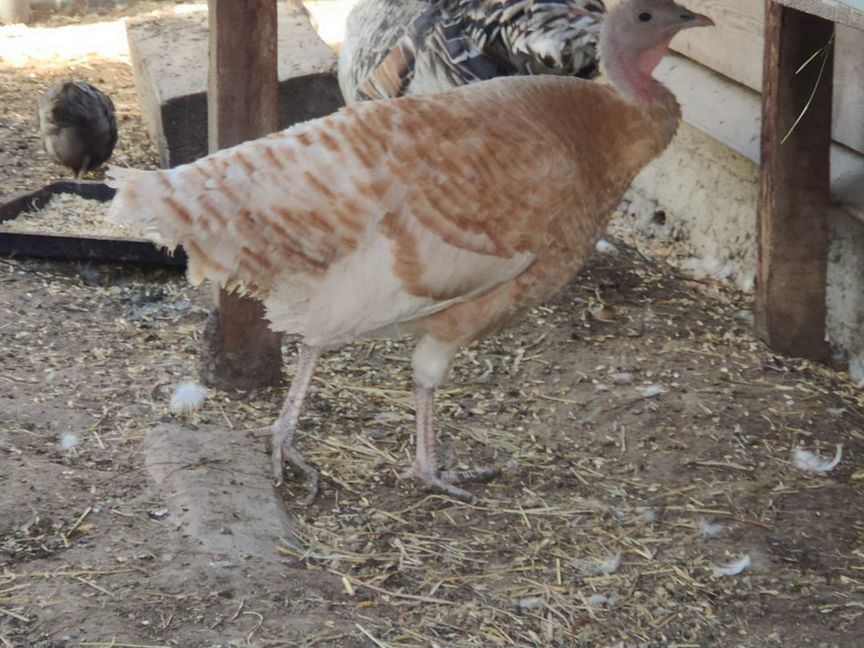 Семья индюков