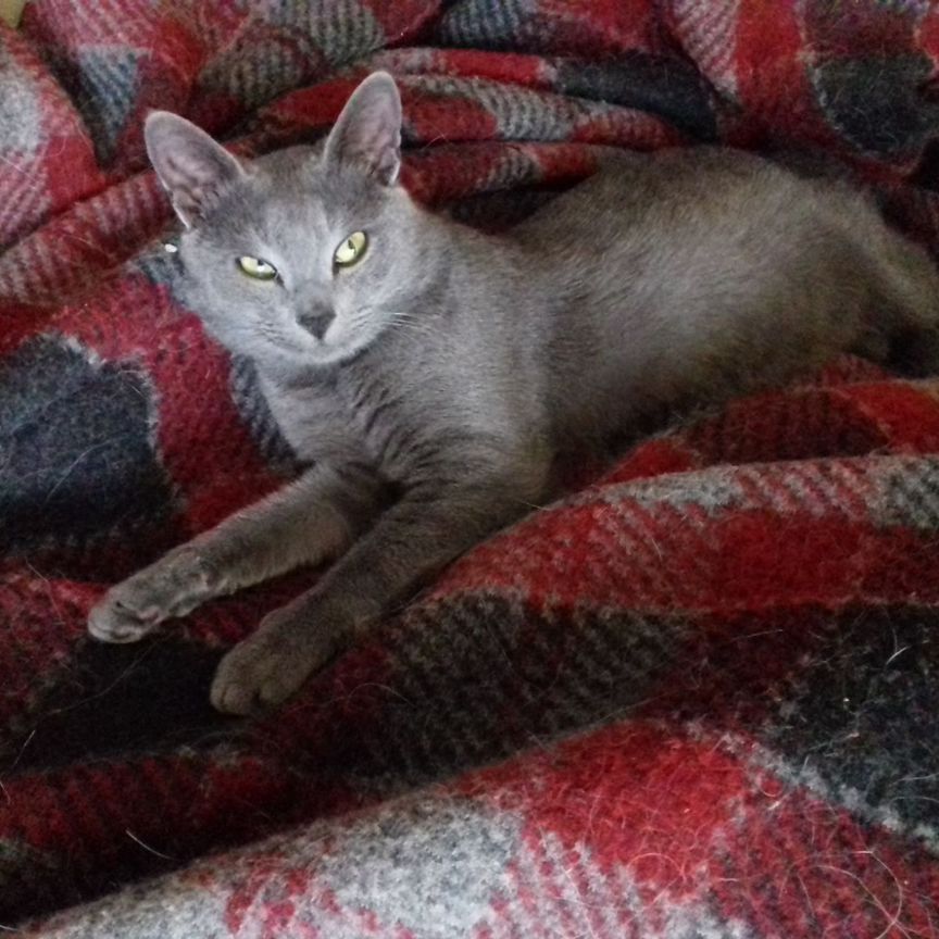 Котята