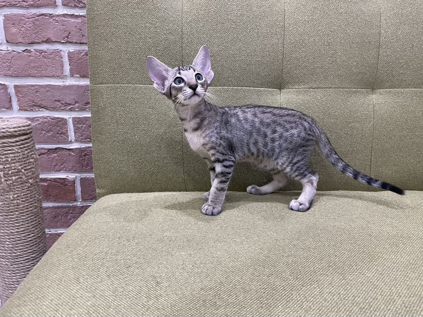 Ориентальное чудо