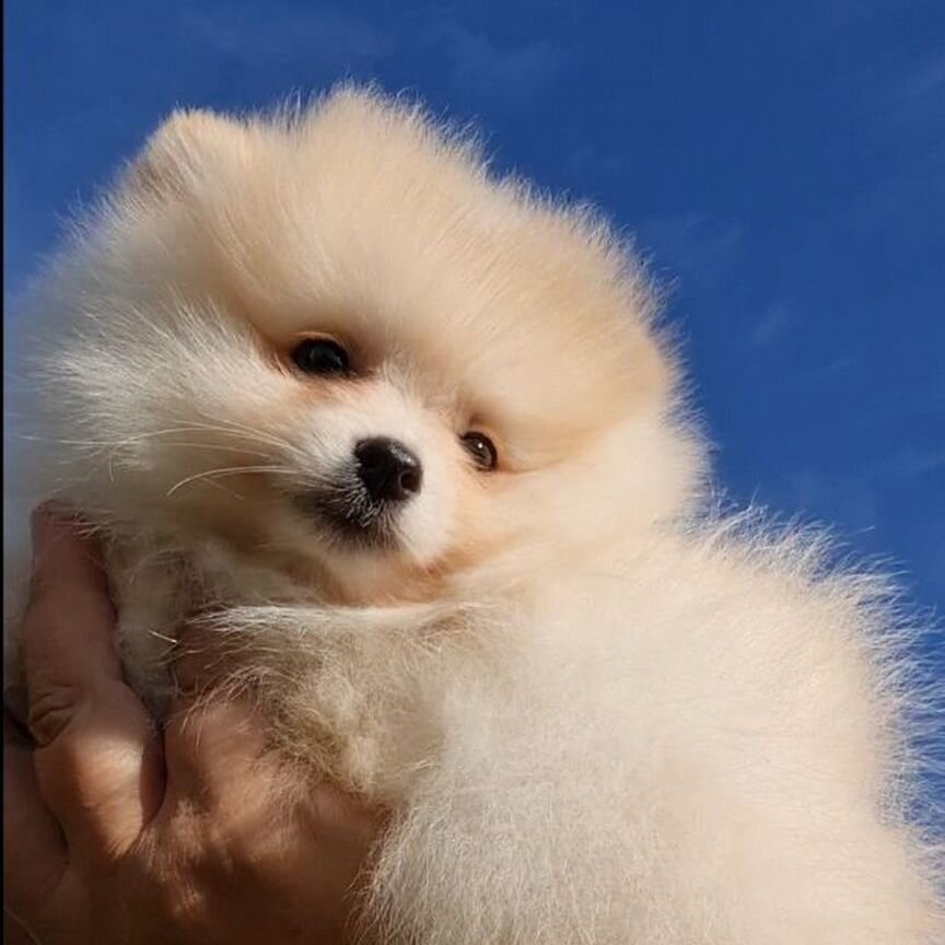 Померанский шпиц мини щенок Девочка 2,5 мес