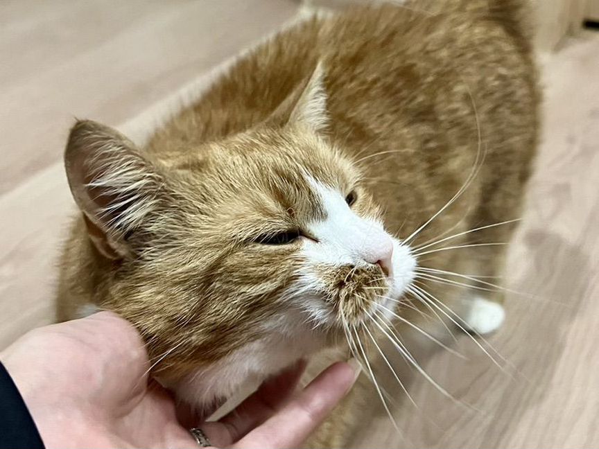 Кошки в добрые руки