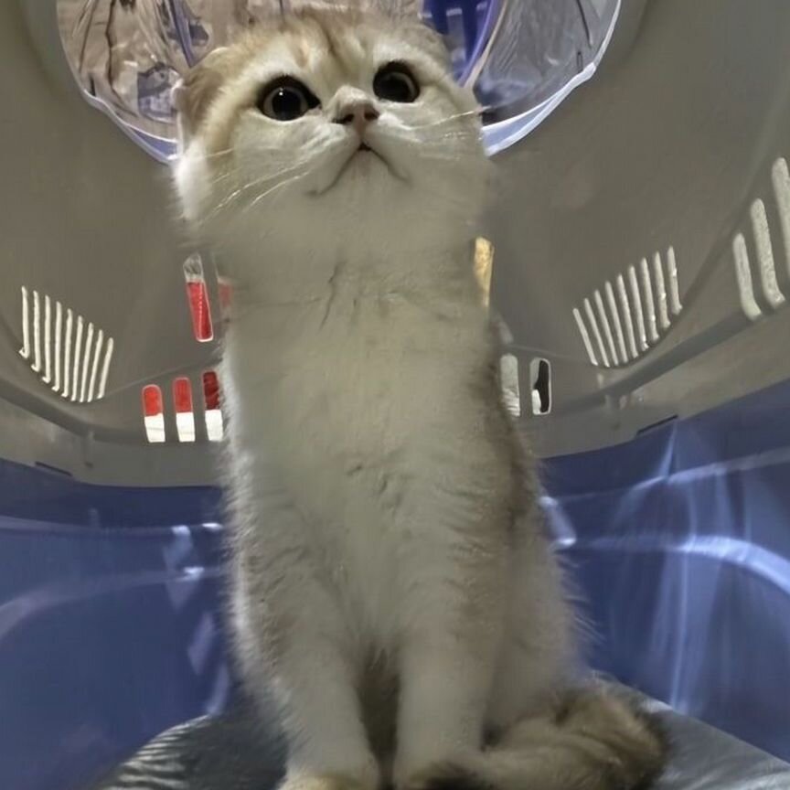 Шотландский вислоухий короткошёрстный котёнок