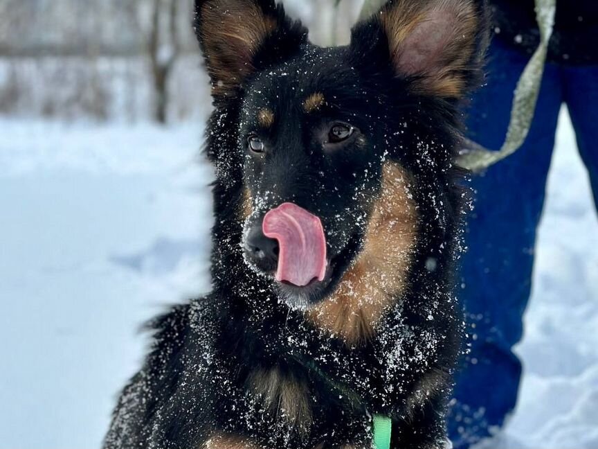 Собака в добрые руки